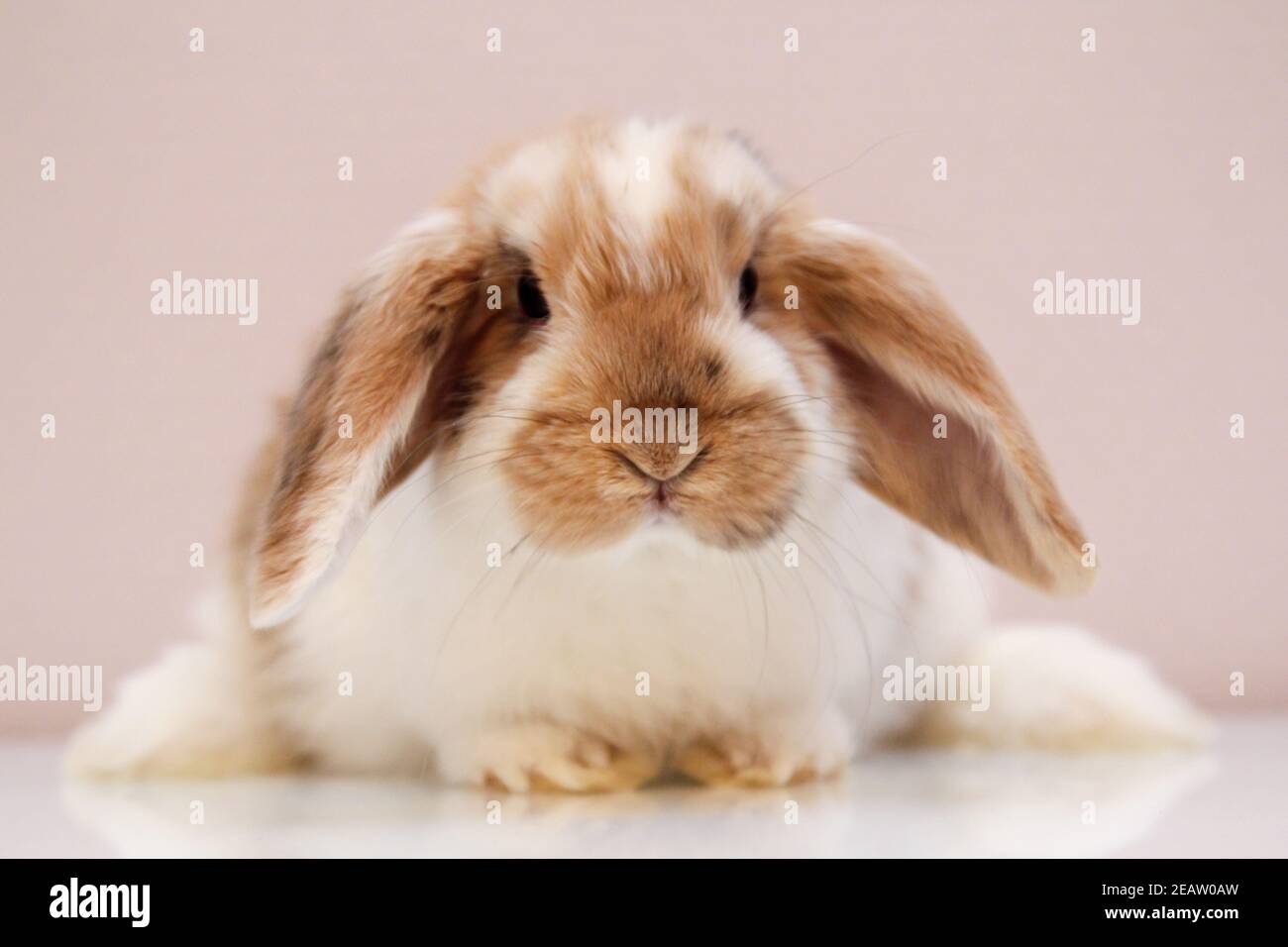 A photo shoot of a small dwarf rabbit Stock Photo - Alamy
