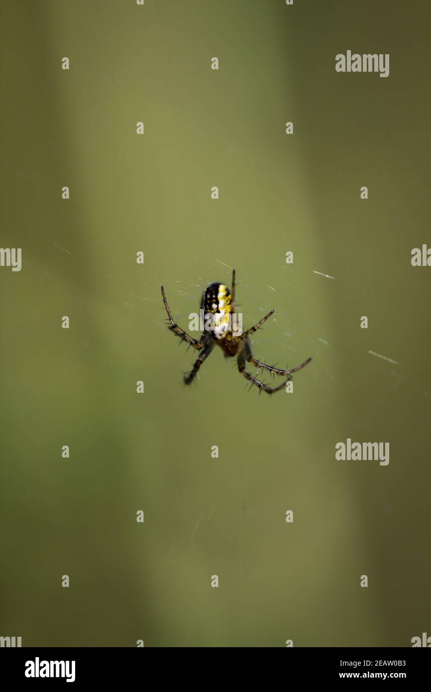 A close-up of a juniper spider on its web Stock Photo - Alamy