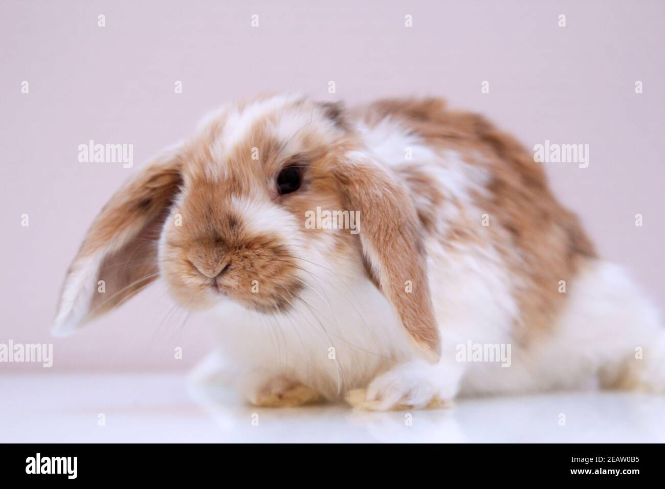 A photo shoot of a small dwarf rabbit Stock Photo - Alamy