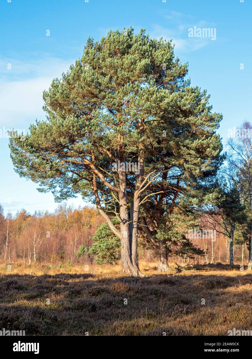 Pine tree in sunlight with a blue sky background Stock Photo - Alamy