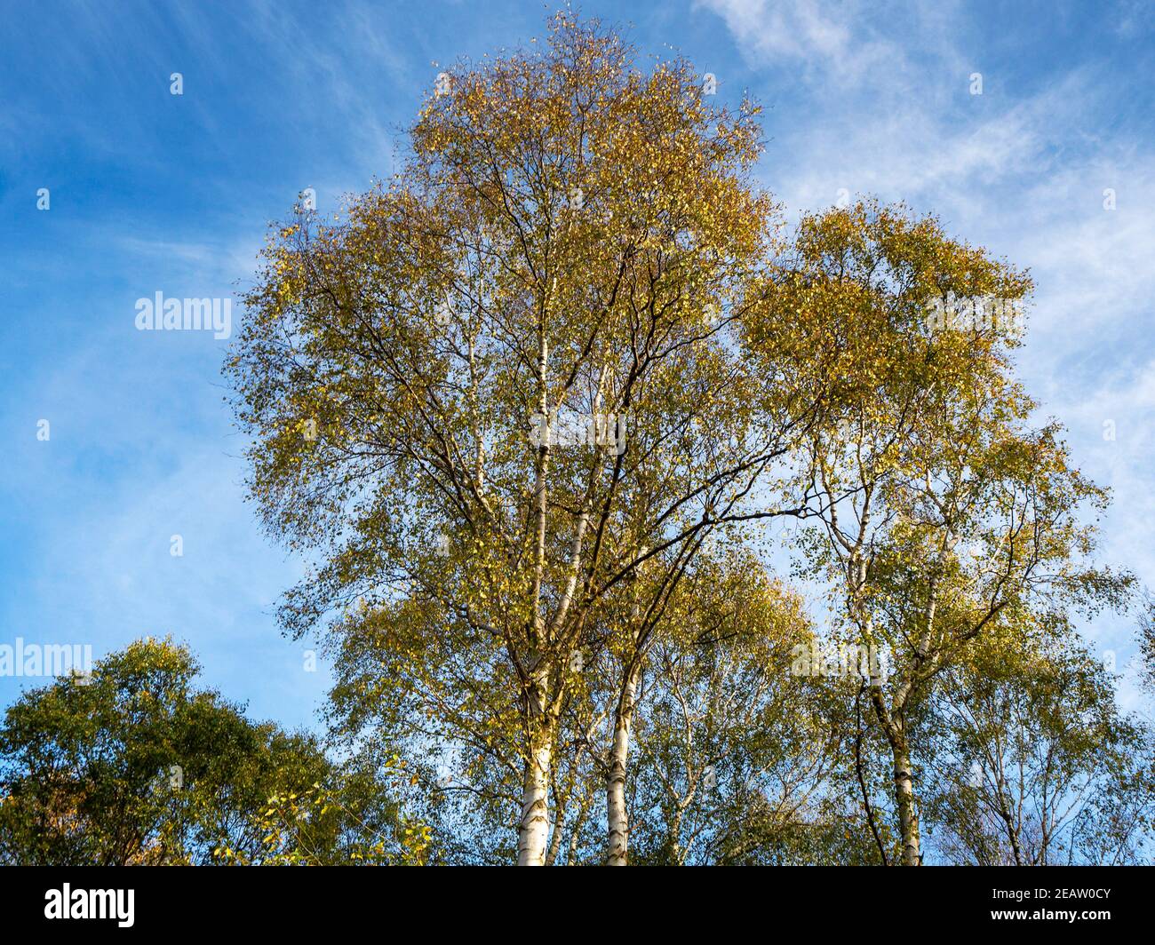 Silver birch trees with orange autumn foliage Stock Photo - Alamy