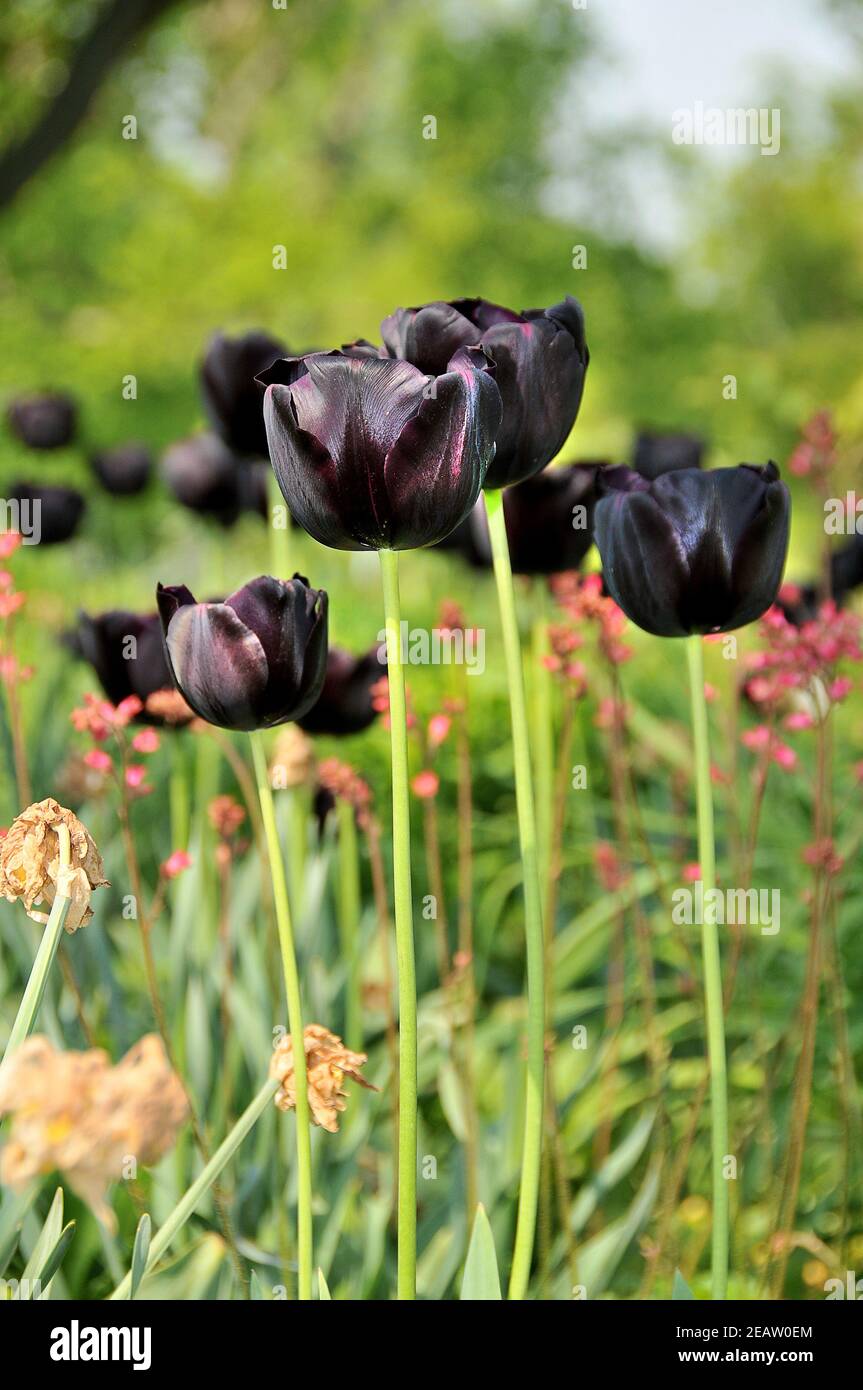 Black tulips hi-res stock photography and images - Alamy