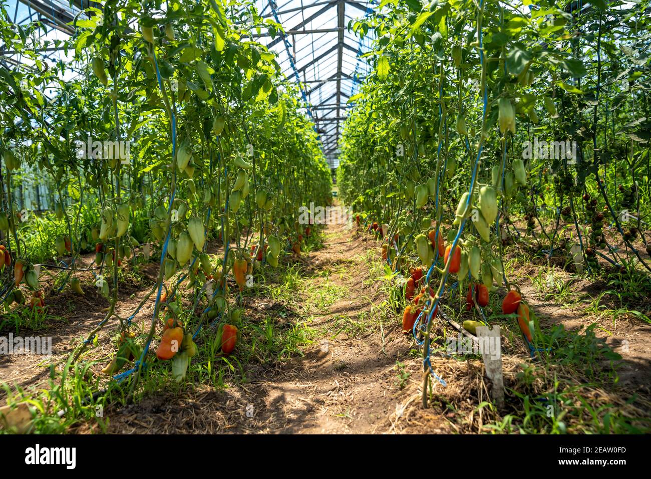 red peppers grown in a greenhouse on an organic farm Stock Photo - Alamy