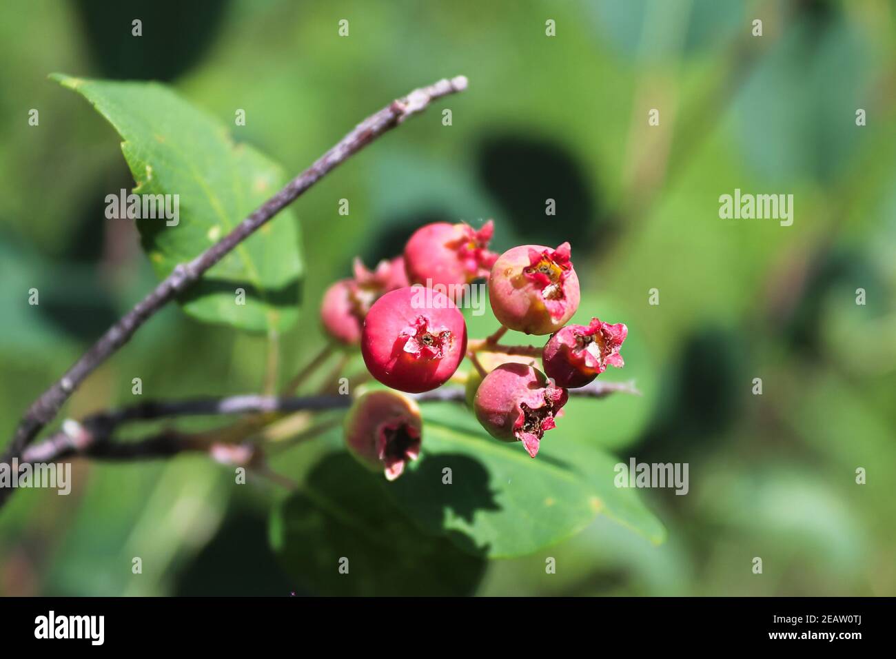 Saskatoon berry tree hi-res stock photography and images - Alamy