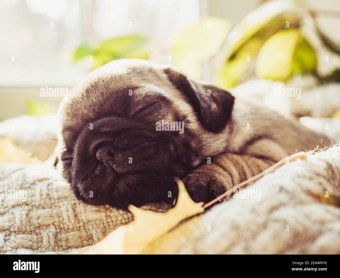 Cute, sweet puppy lying on the window sill near the window on a sunny ...