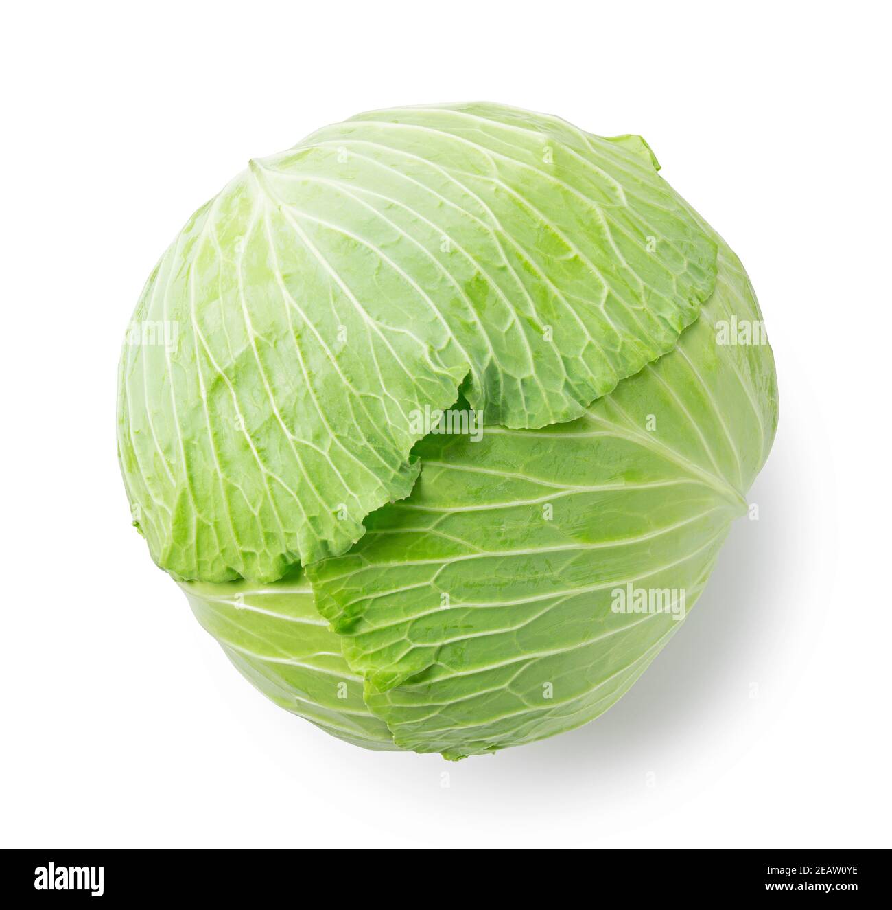 Cabbage on a white background Stock Photo - Alamy