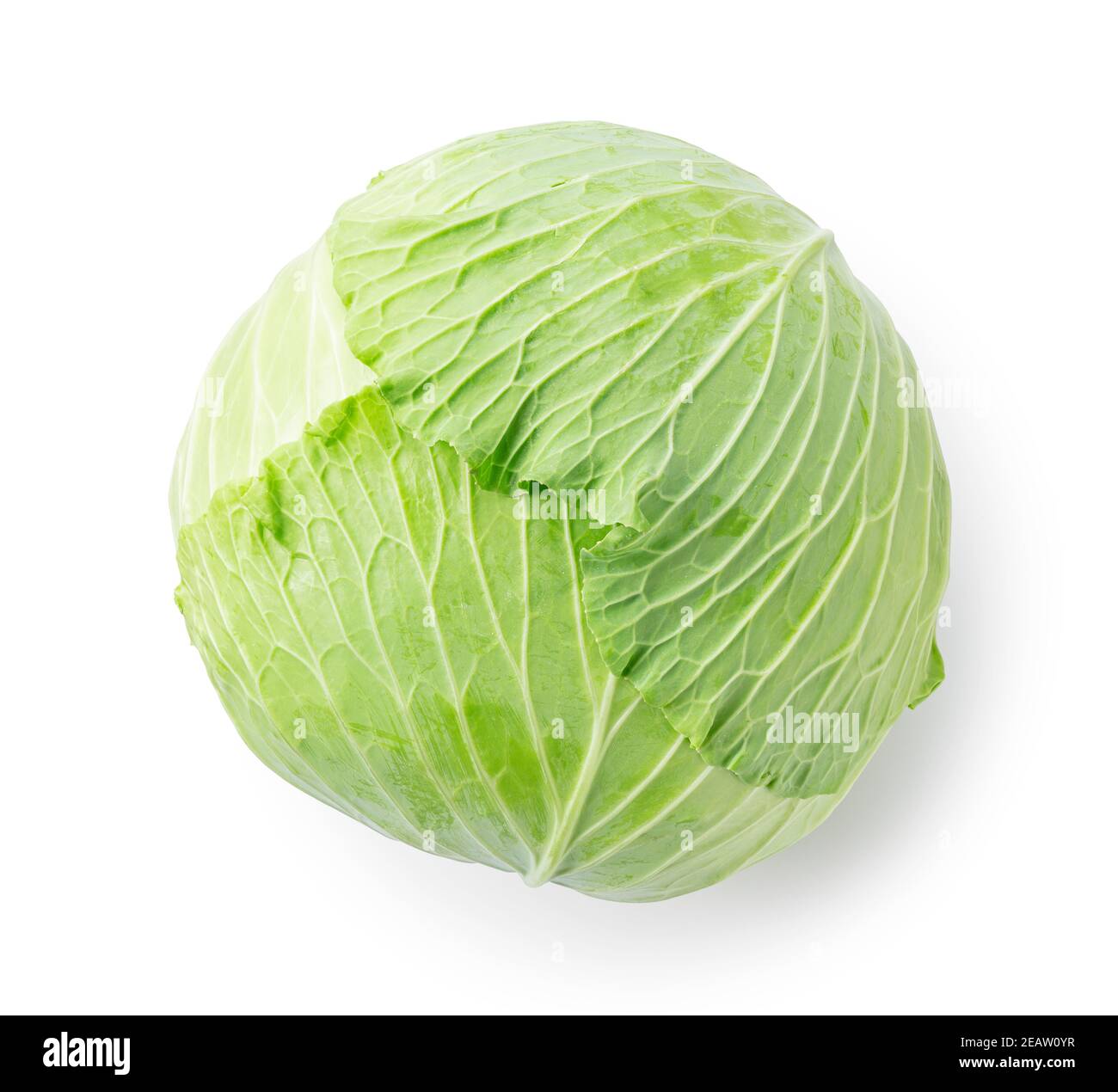 Cabbage on a white background Stock Photo - Alamy