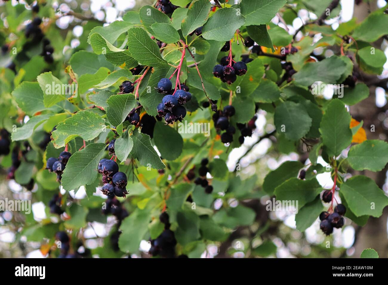 Saskatoon Berries High Resolution Stock Photography and Images - Alamy