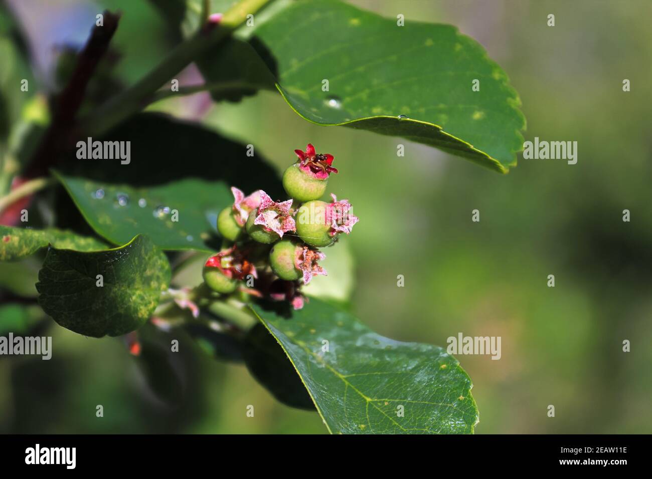 Saskatoon berry tree hi-res stock photography and images - Alamy