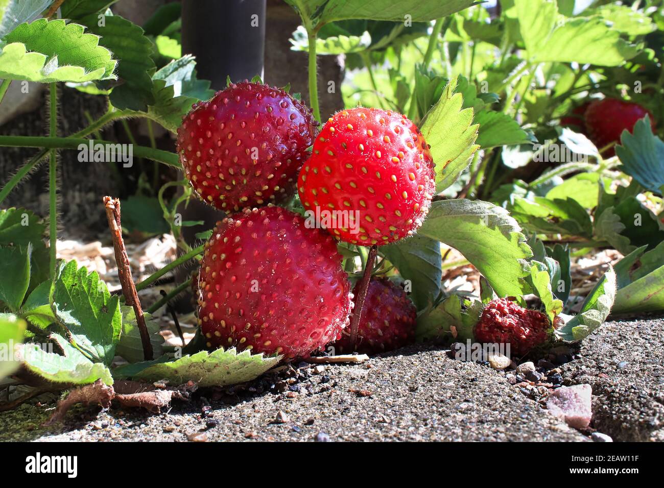 Ground view of strawberries ripening in the sun Stock Photo - Alamy