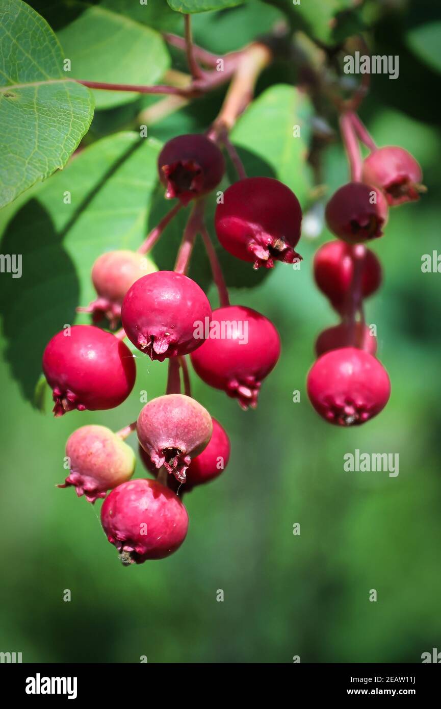 Saskatoon berry tree hi-res stock photography and images - Alamy