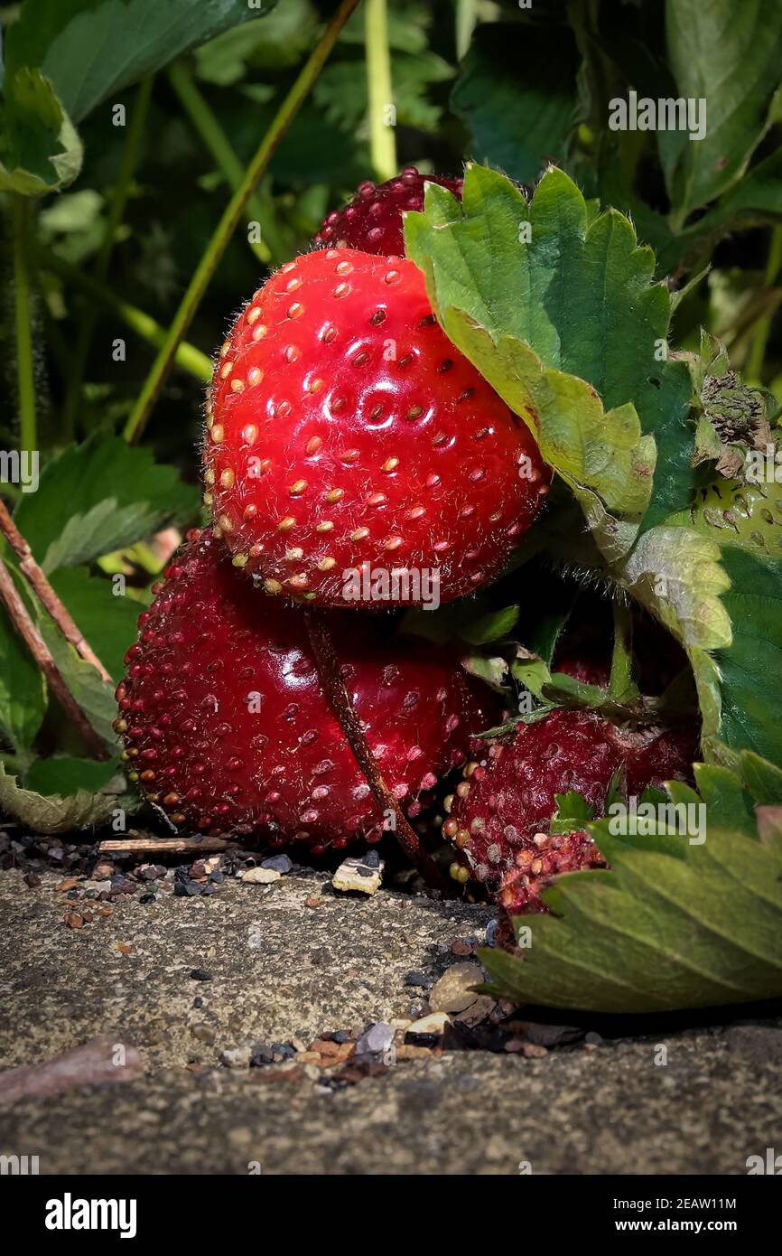 Vertical of ripe to over ripe strawberries growing in the garden Stock ...