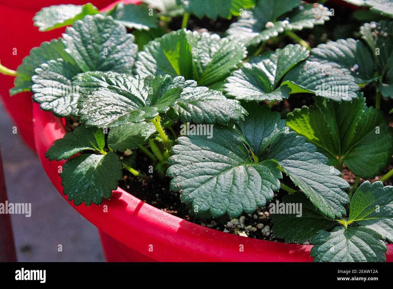 Closeup of a strawberry plant growing in large red pot Stock Photo - Alamy