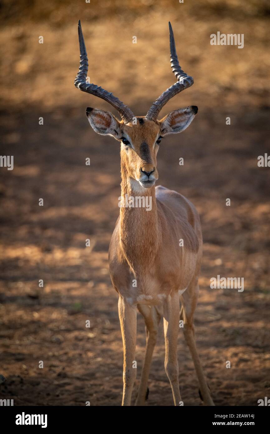 Impala ranch hi-res stock photography and images - Alamy