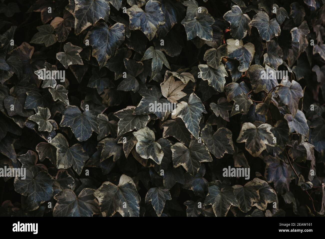 Heart shaped ivy hi-res stock photography and images - Alamy