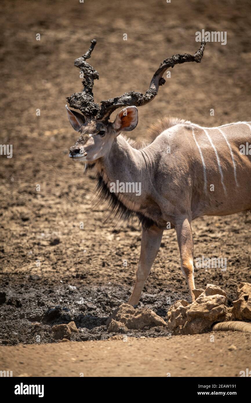 Kudu up close hi-res stock photography and images - Alamy