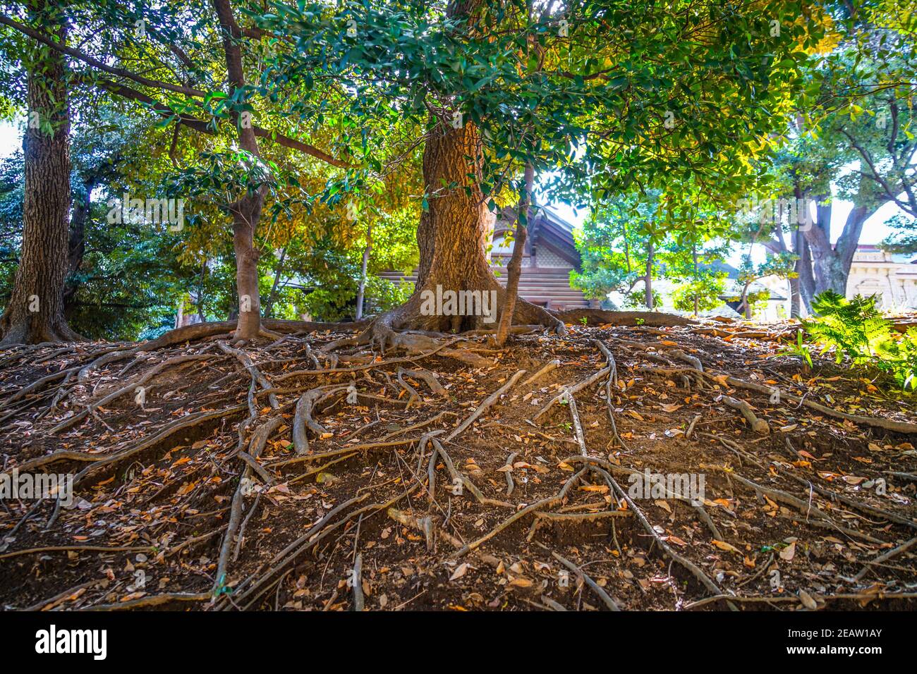 Image of trees Stock Photo - Alamy