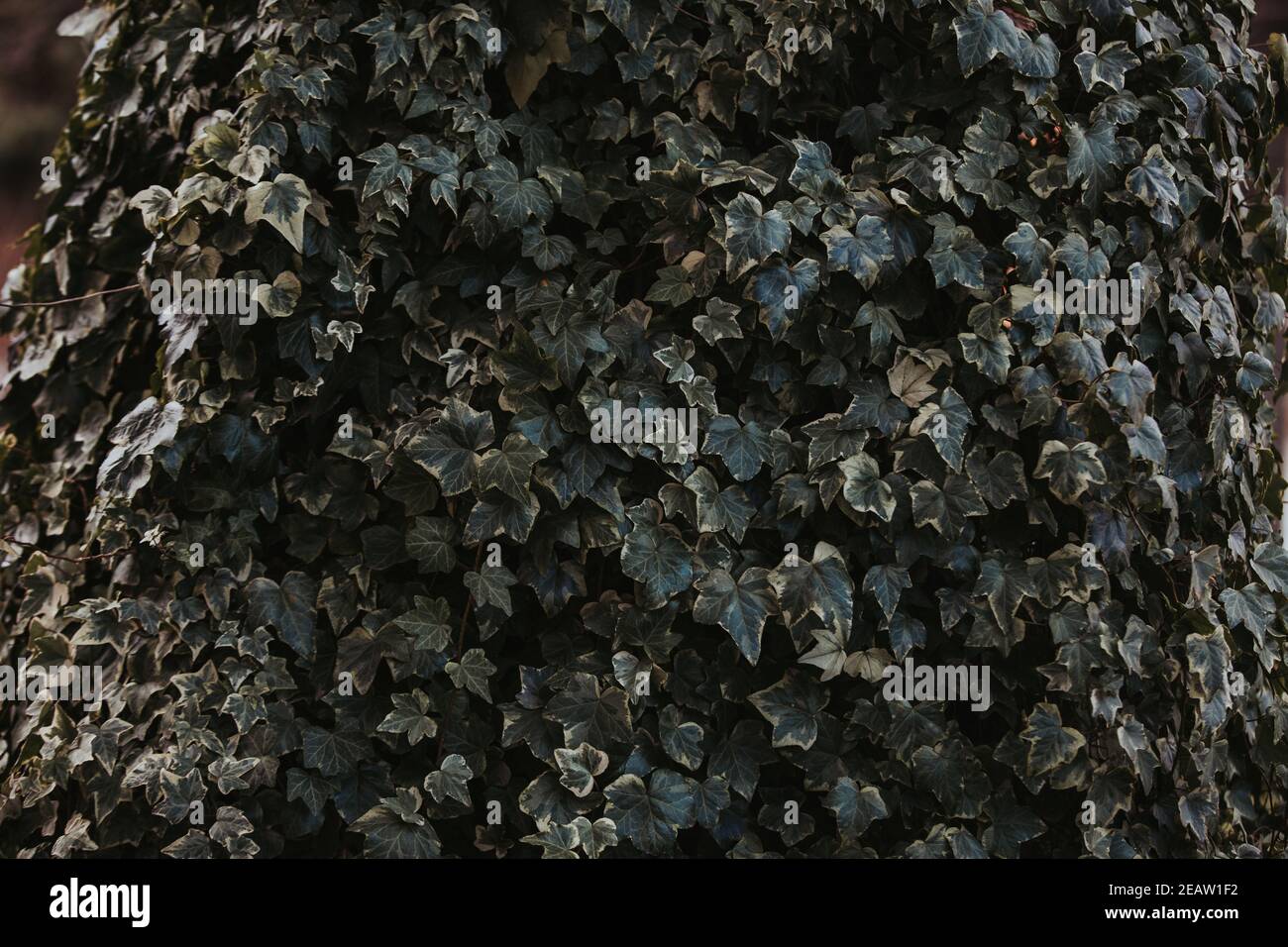 Heart shaped ivy hi-res stock photography and images - Alamy