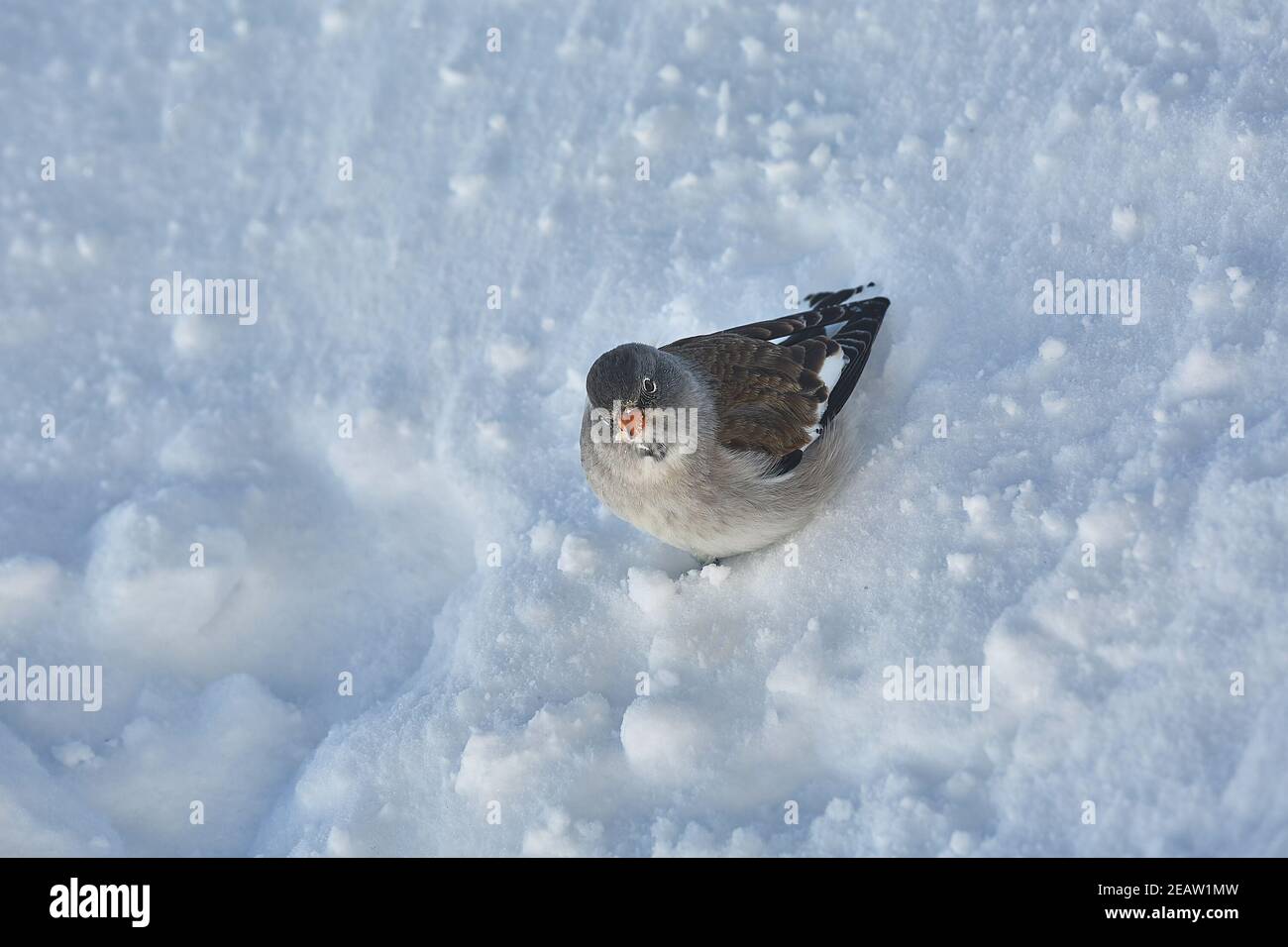 Bird searching for food in winter Stock Photo - Alamy