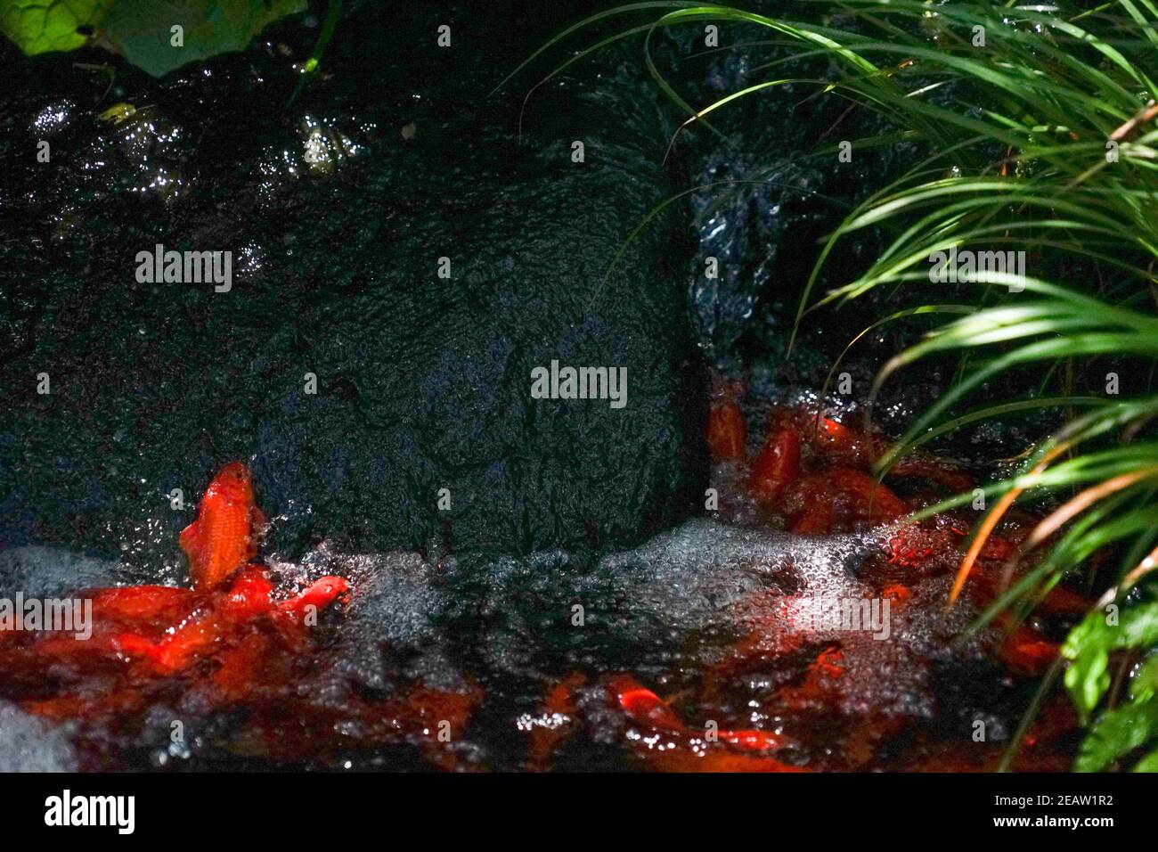 Carp of the image to the waterfall climbing Stock Photo - Alamy