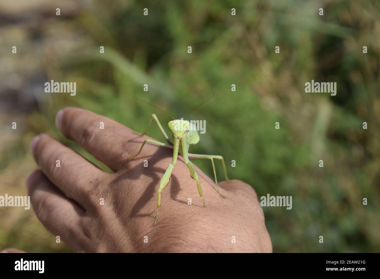 Praying mantis on man's hand Stock Photo - Alamy