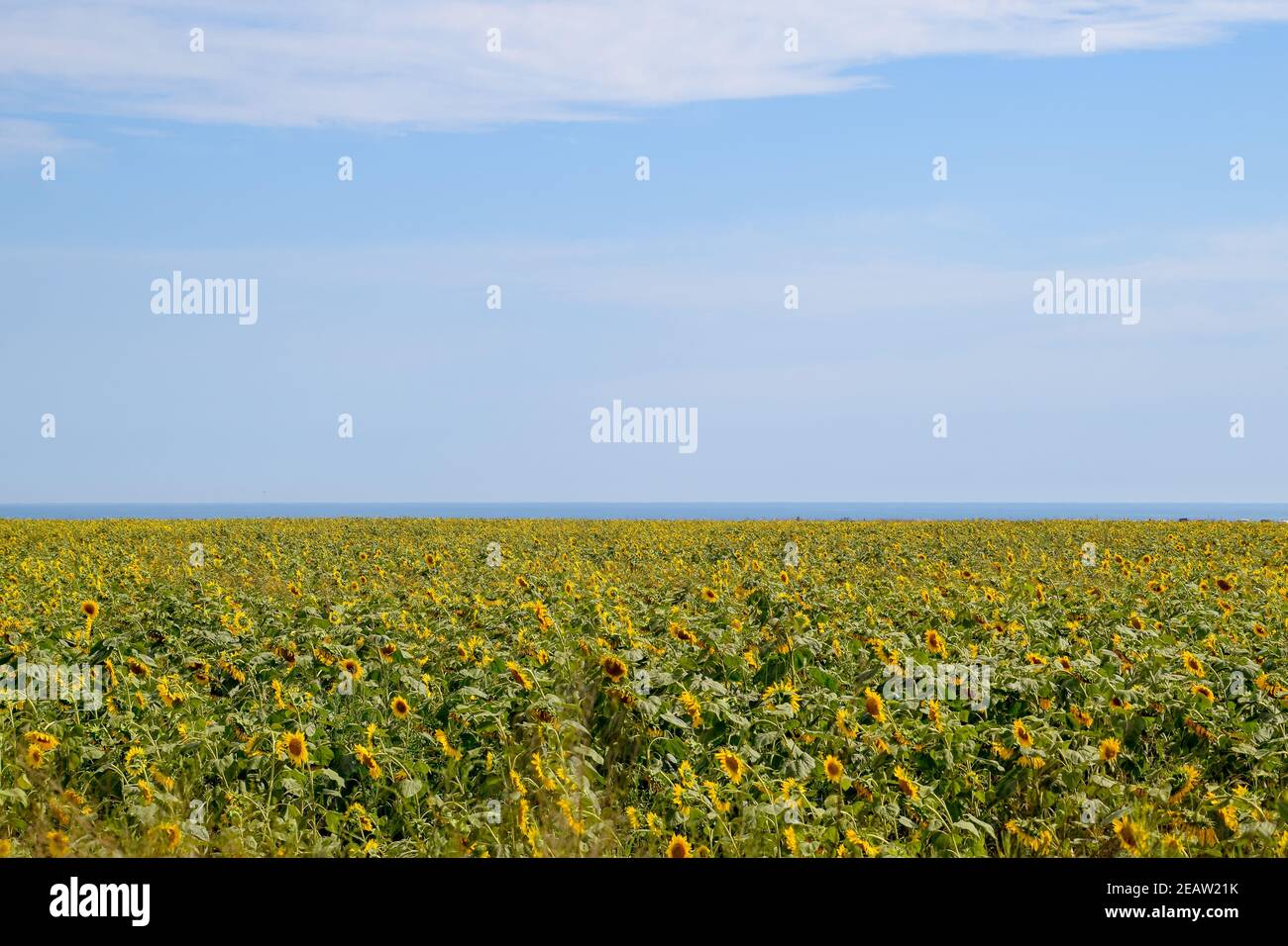 Summer_flowers hi-res stock photography and images - Alamy
