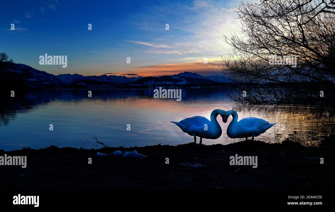Loving two swans hi-res stock photography and images - Alamy