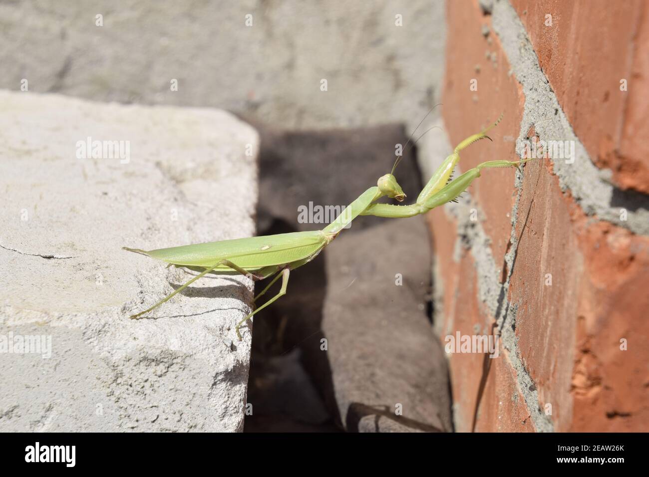 Mantis, climbing on a brick wall Stock Photo - Alamy