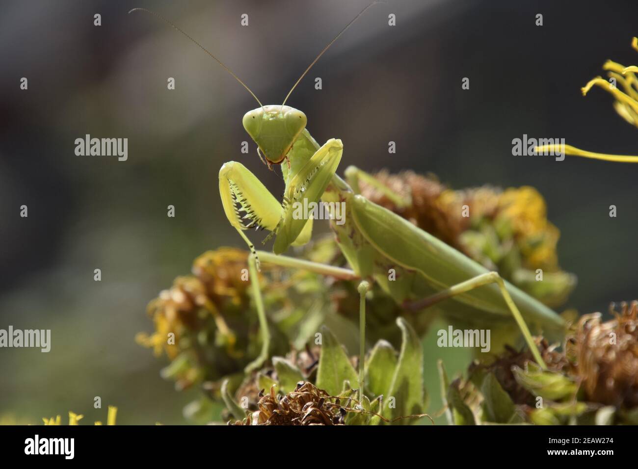 Predatory insects hi-res stock photography and images - Alamy