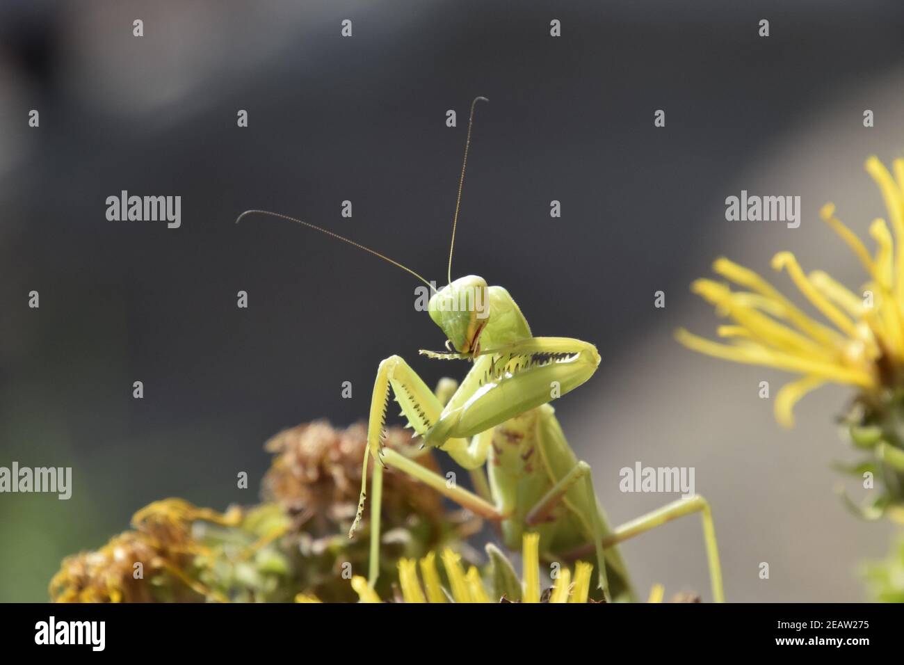 The female mantis religios. Predatory insects mantis Stock Photo - Alamy
