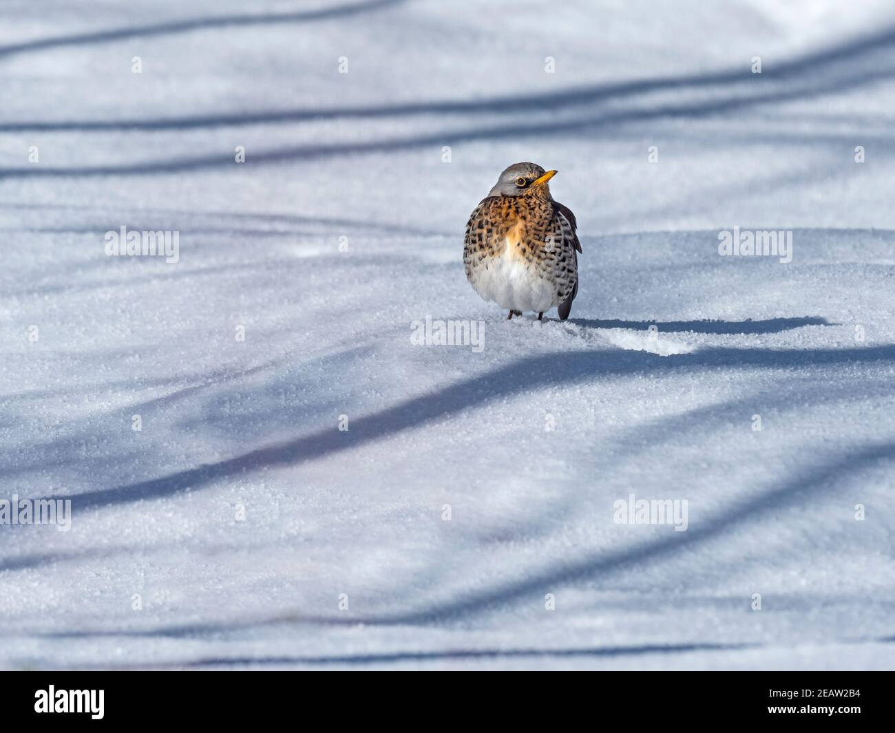Fieldfare Turdus pilaris in freezing snow Norfolk UK Stock Photo - Alamy