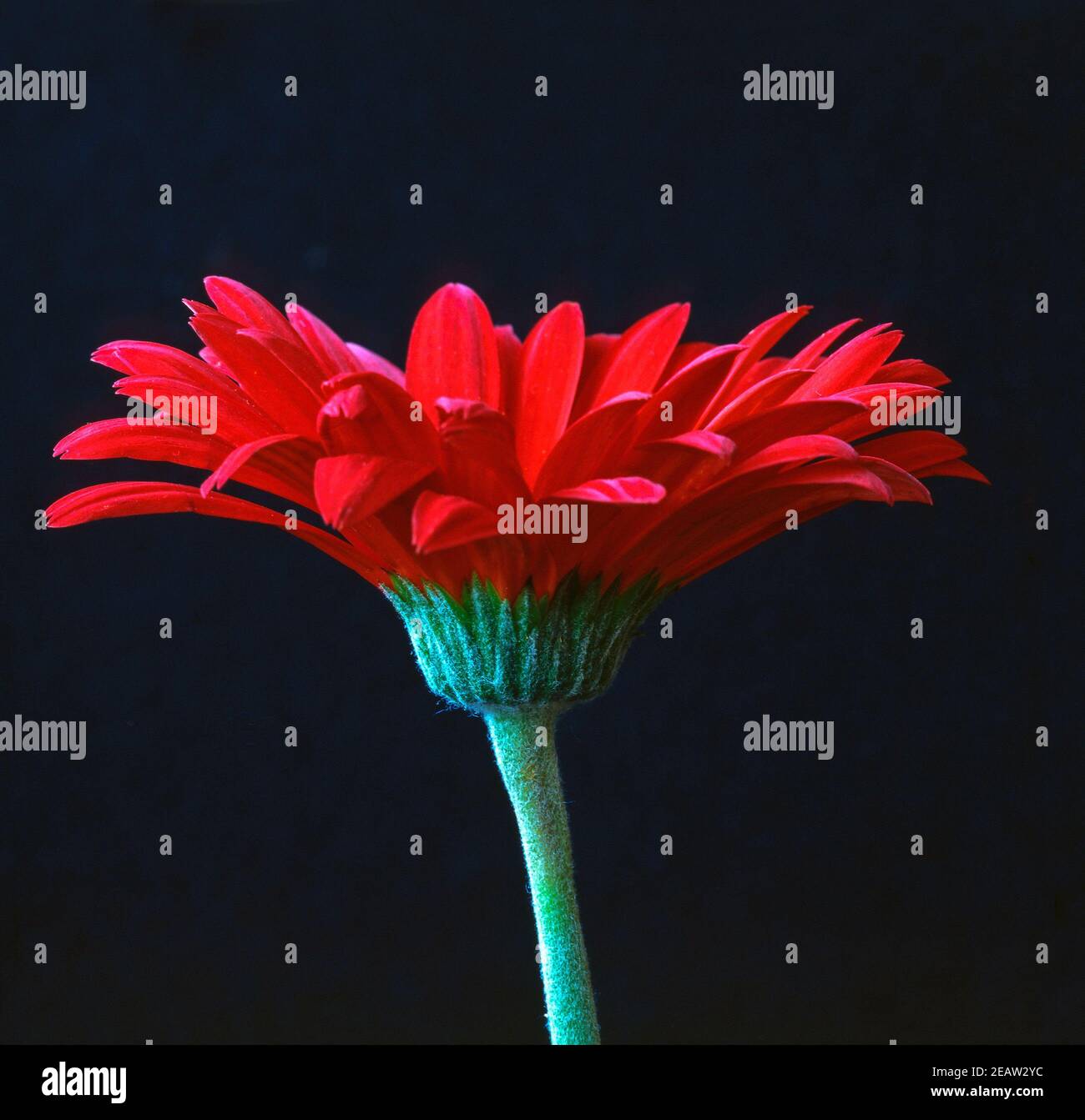 Gerbera close up flower red hi-res stock photography and images - Alamy