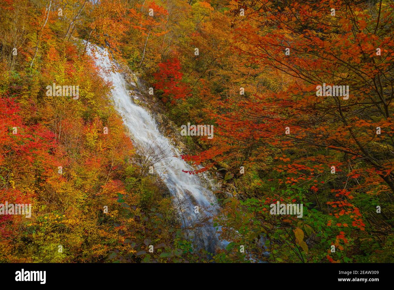 Autumn leaves and waterfall of rhododendron (Gunma Prefecture forty ...