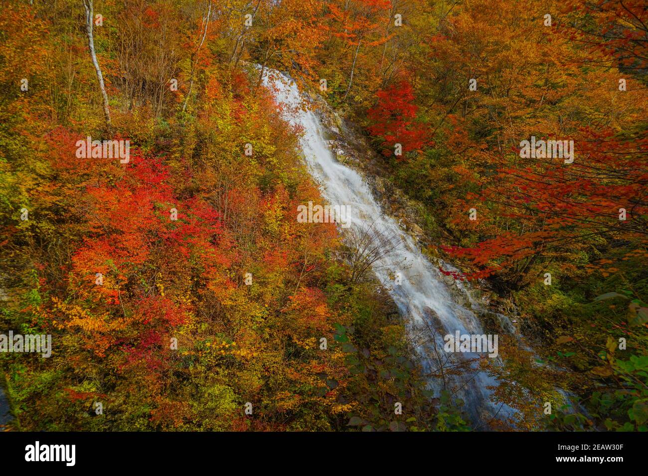 Autumn leaves and waterfall of rhododendron (Gunma Prefecture forty ...