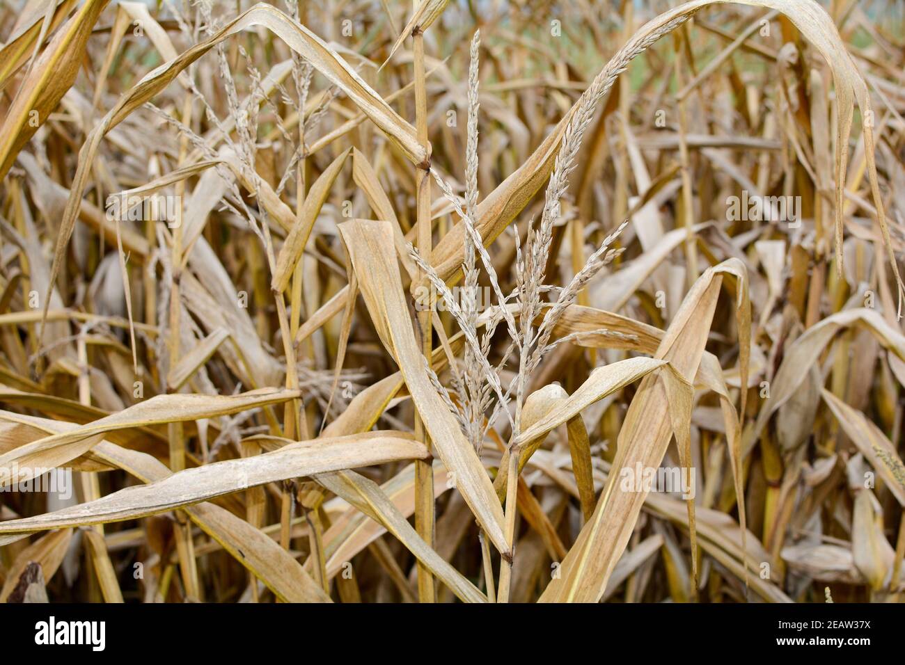 Dried corn field hi-res stock photography and images - Alamy