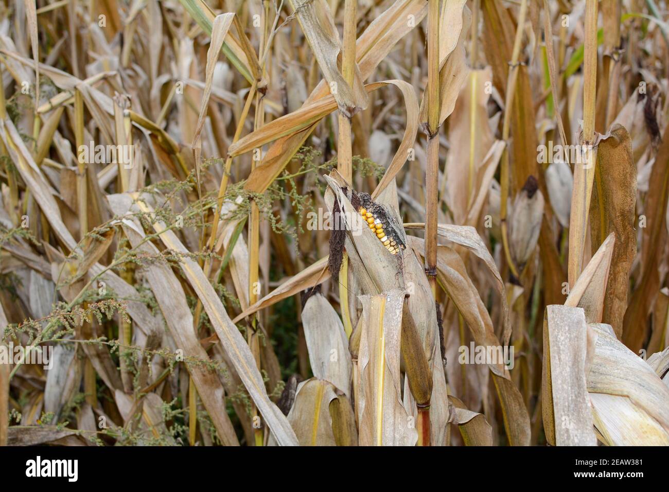 Dried corn agriculture hi-res stock photography and images - Alamy