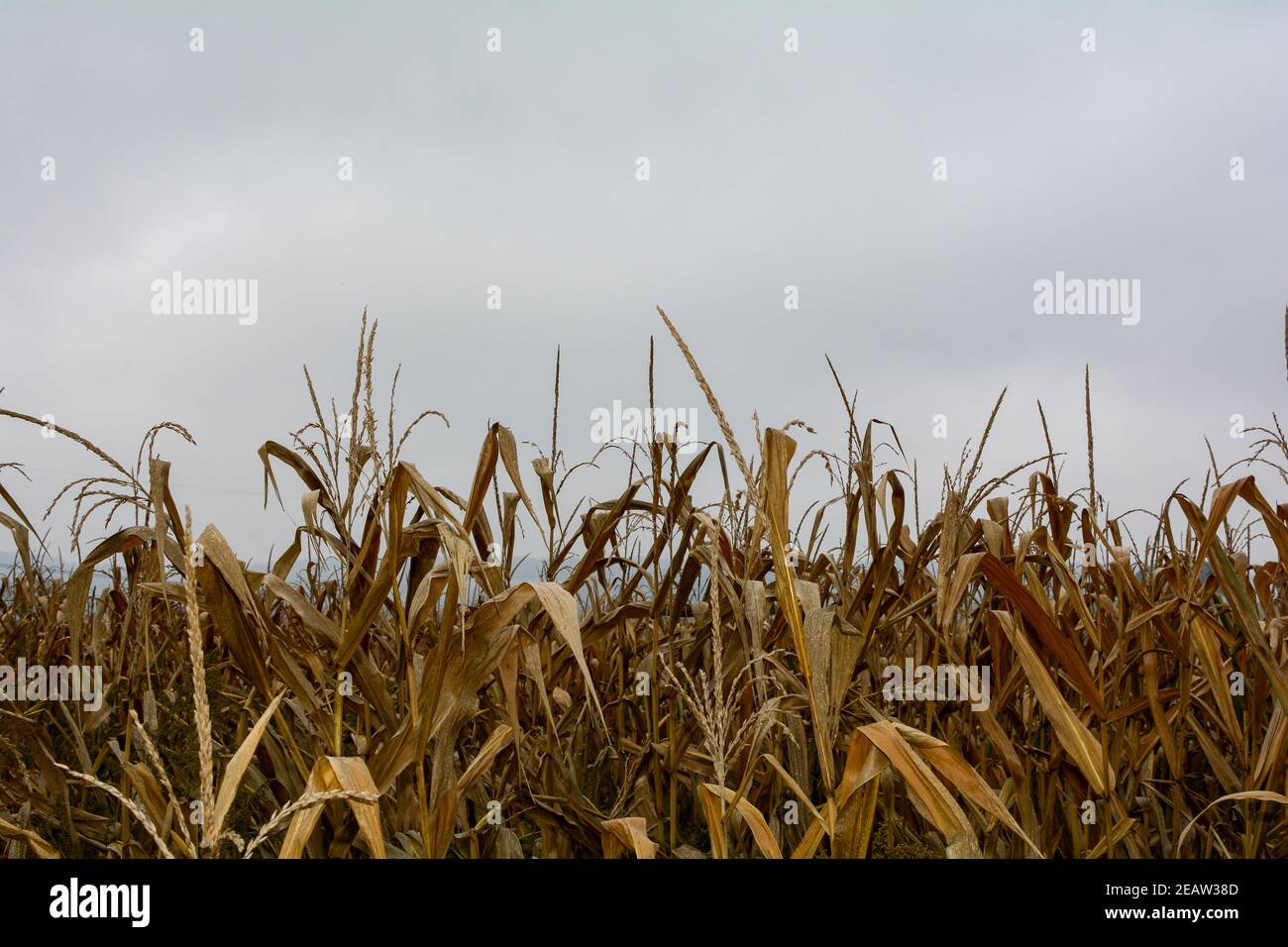 Dried out land in drought hi-res stock photography and images - Alamy