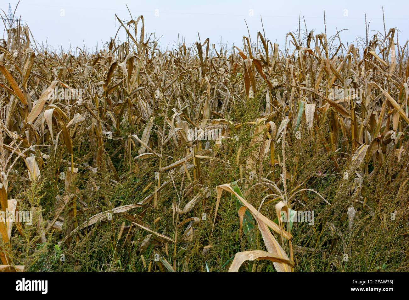 Dried out land in drought hi-res stock photography and images - Alamy