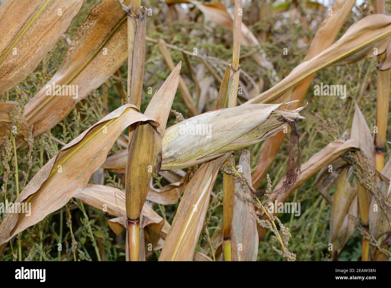 Dried corn agriculture hi-res stock photography and images - Alamy