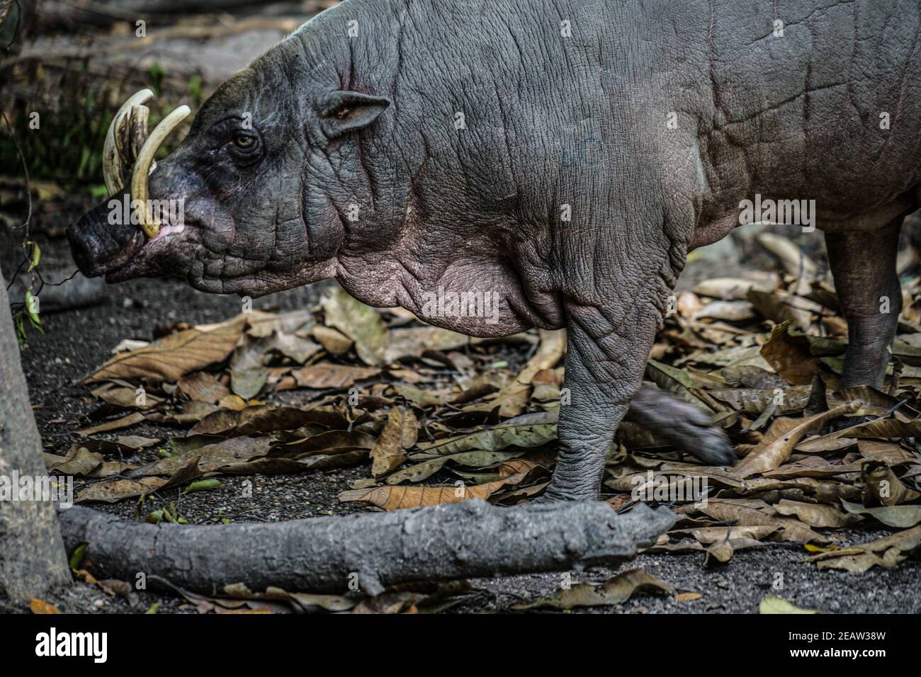 Babirusa hi-res stock photography and images - Alamy