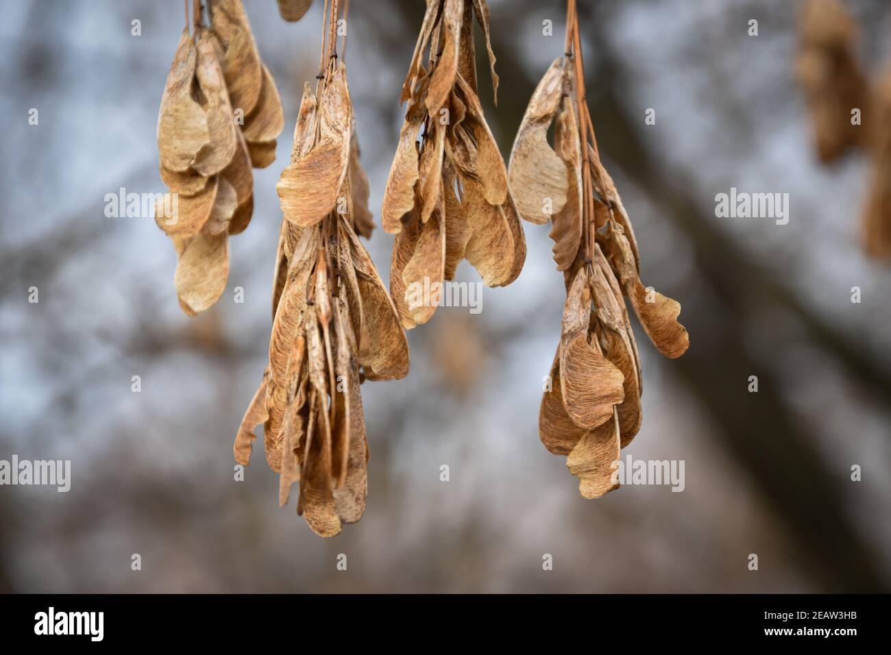 Dried Maple Seeds High Resolution Stock Photography and Images - Alamy