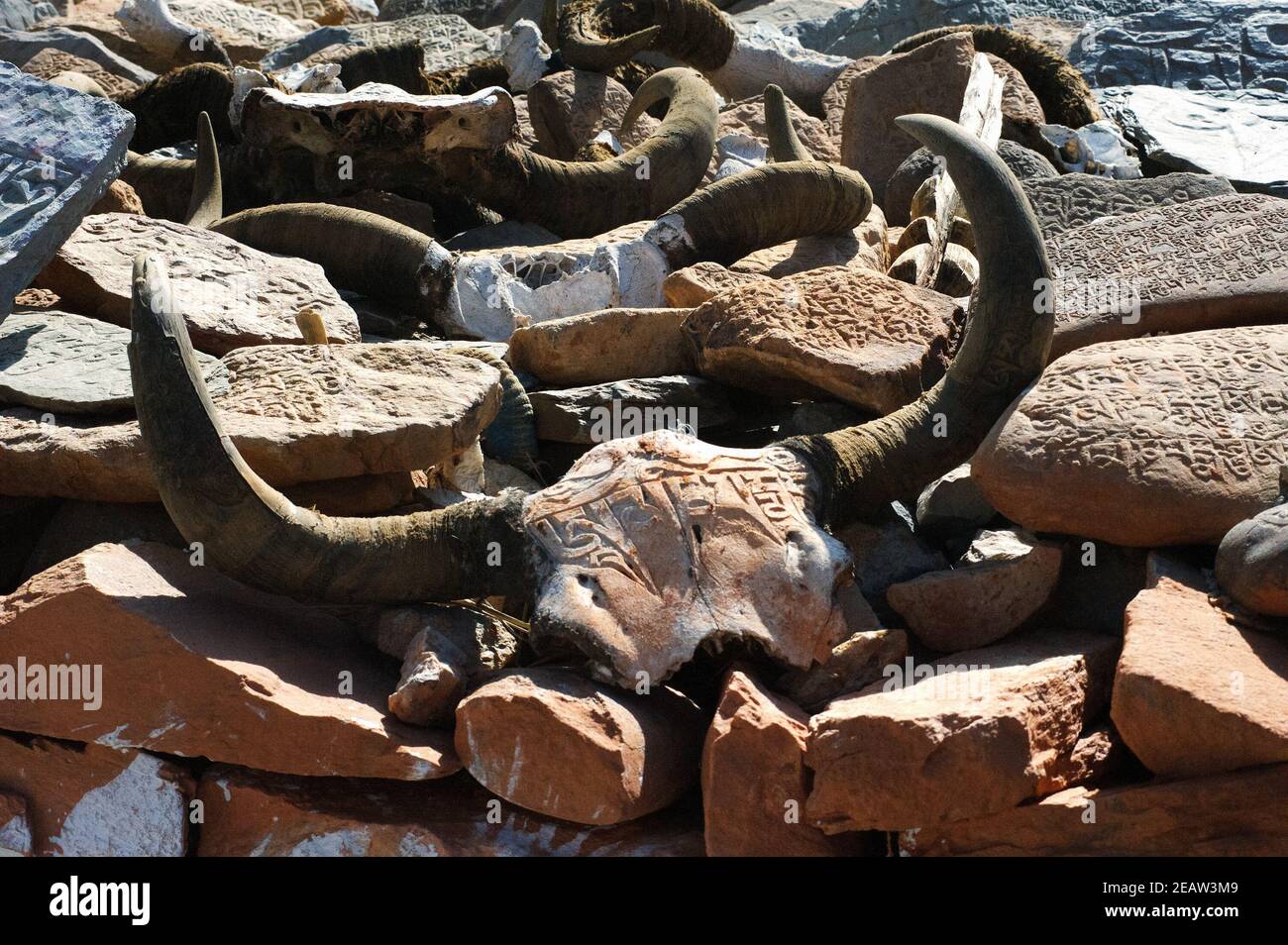 Rack cow hi-res stock photography and images - Alamy