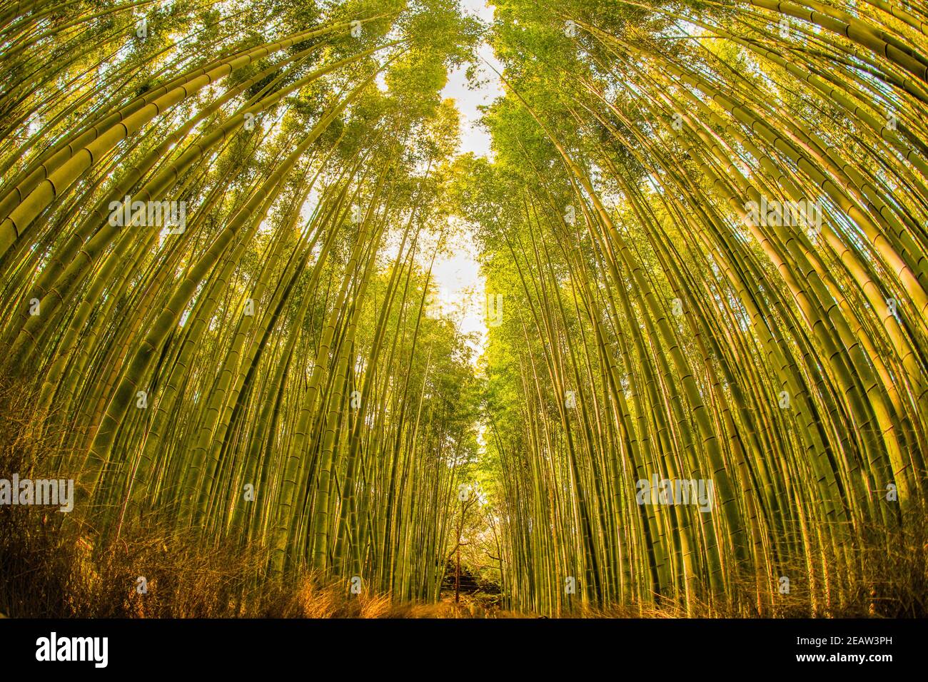 Kyoto Arashiyama bamboo forest Stock Photo - Alamy