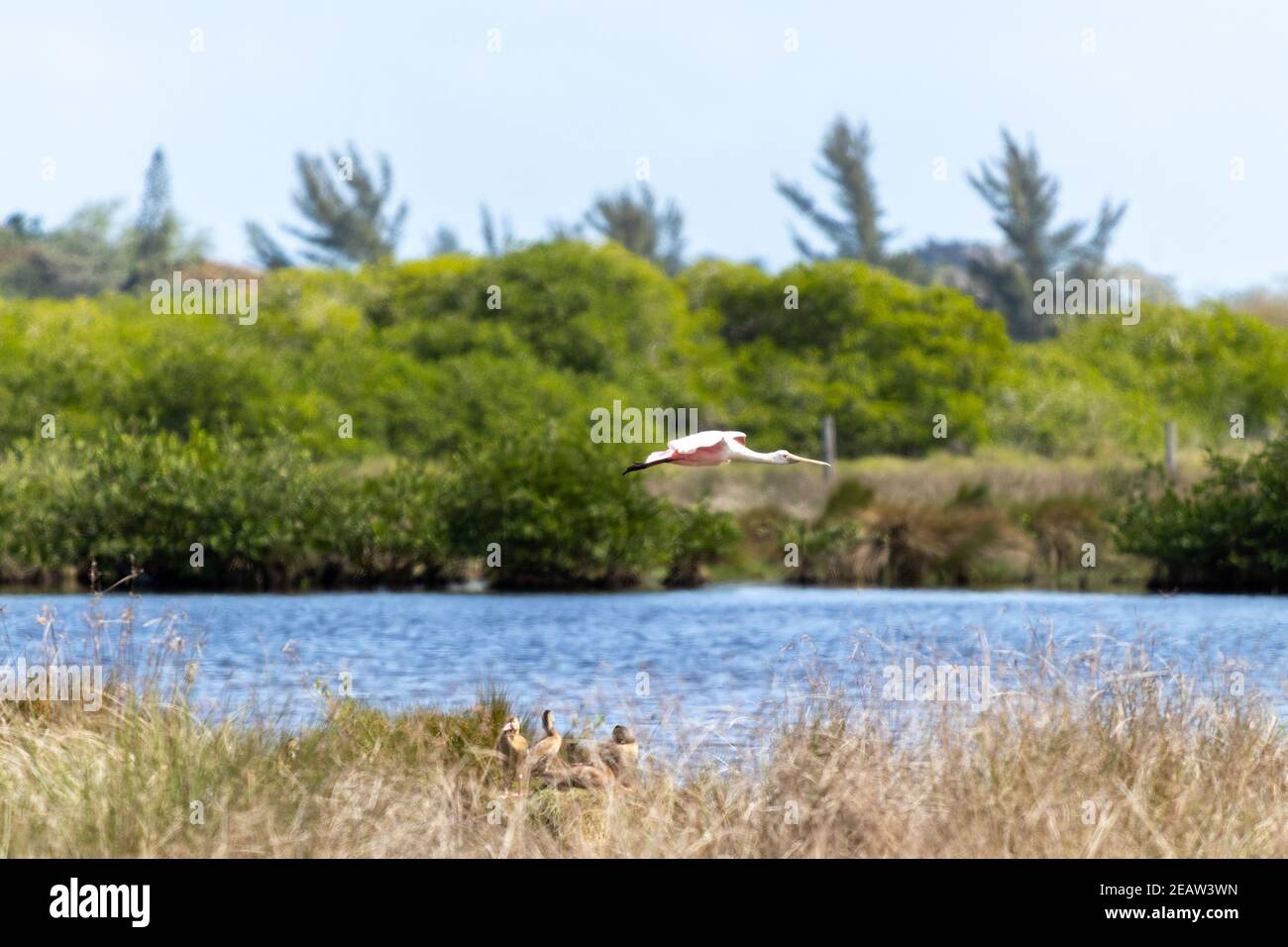 White bird with a long yellow beak flying over the river and green ...