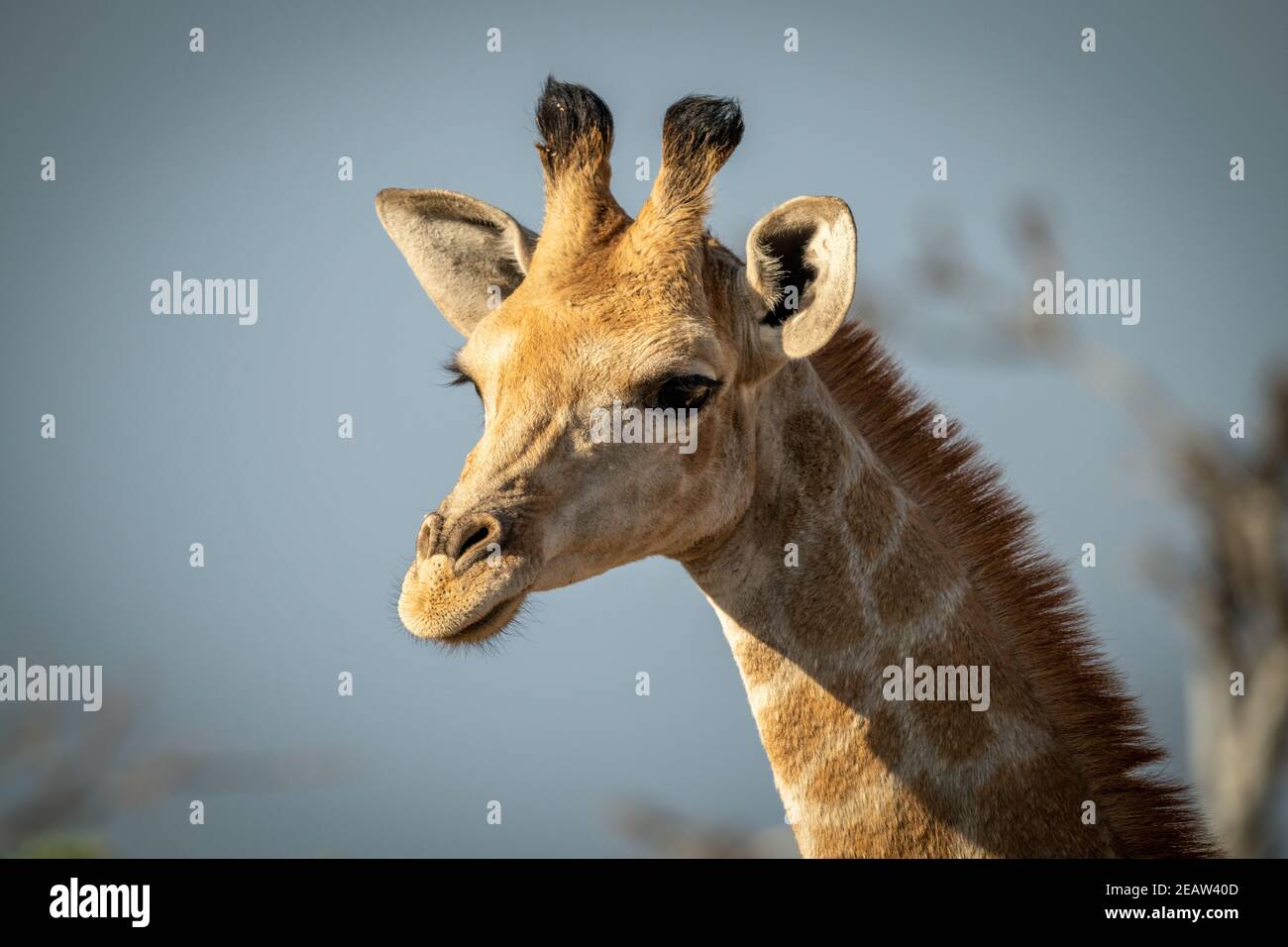 Giraffe and sun hi-res stock photography and images - Alamy