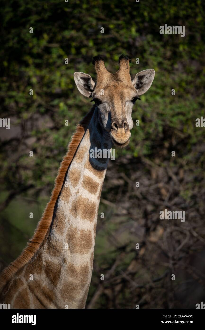 Close-up of southern giraffe looking towards camera Stock Photo - Alamy