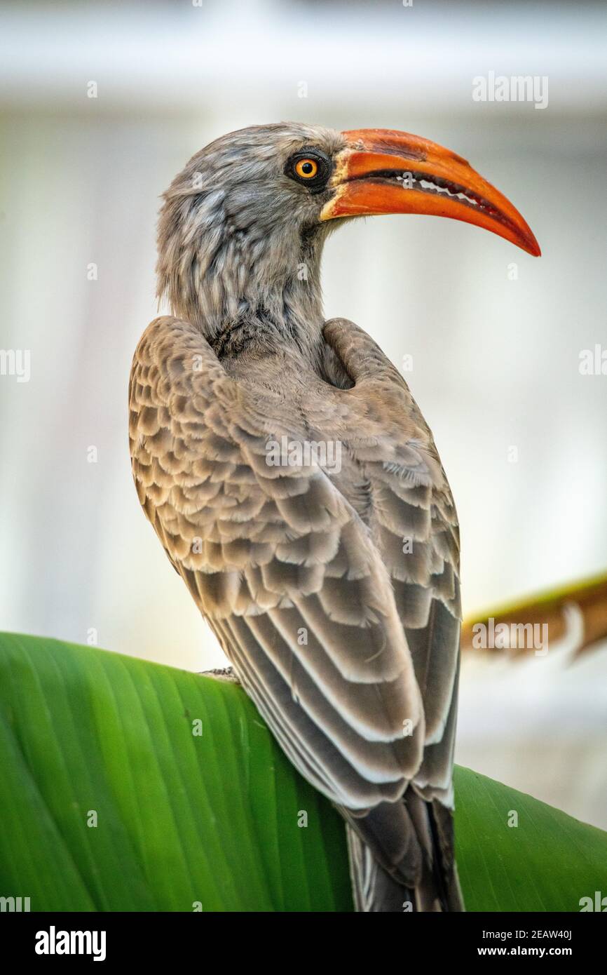 Southern red billed hornbill hi-res stock photography and images - Alamy