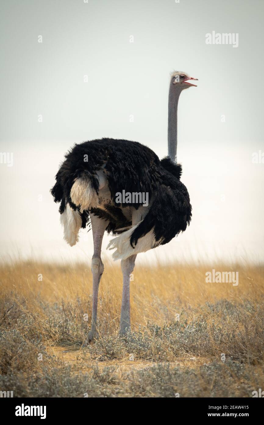 Common ostrich stands opening beak on plain Stock Photo - Alamy