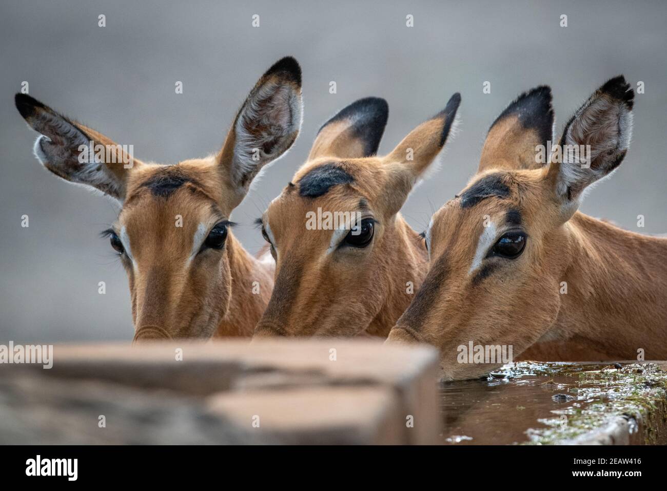 Wildlife impala drinking hi-res stock photography and images - Alamy