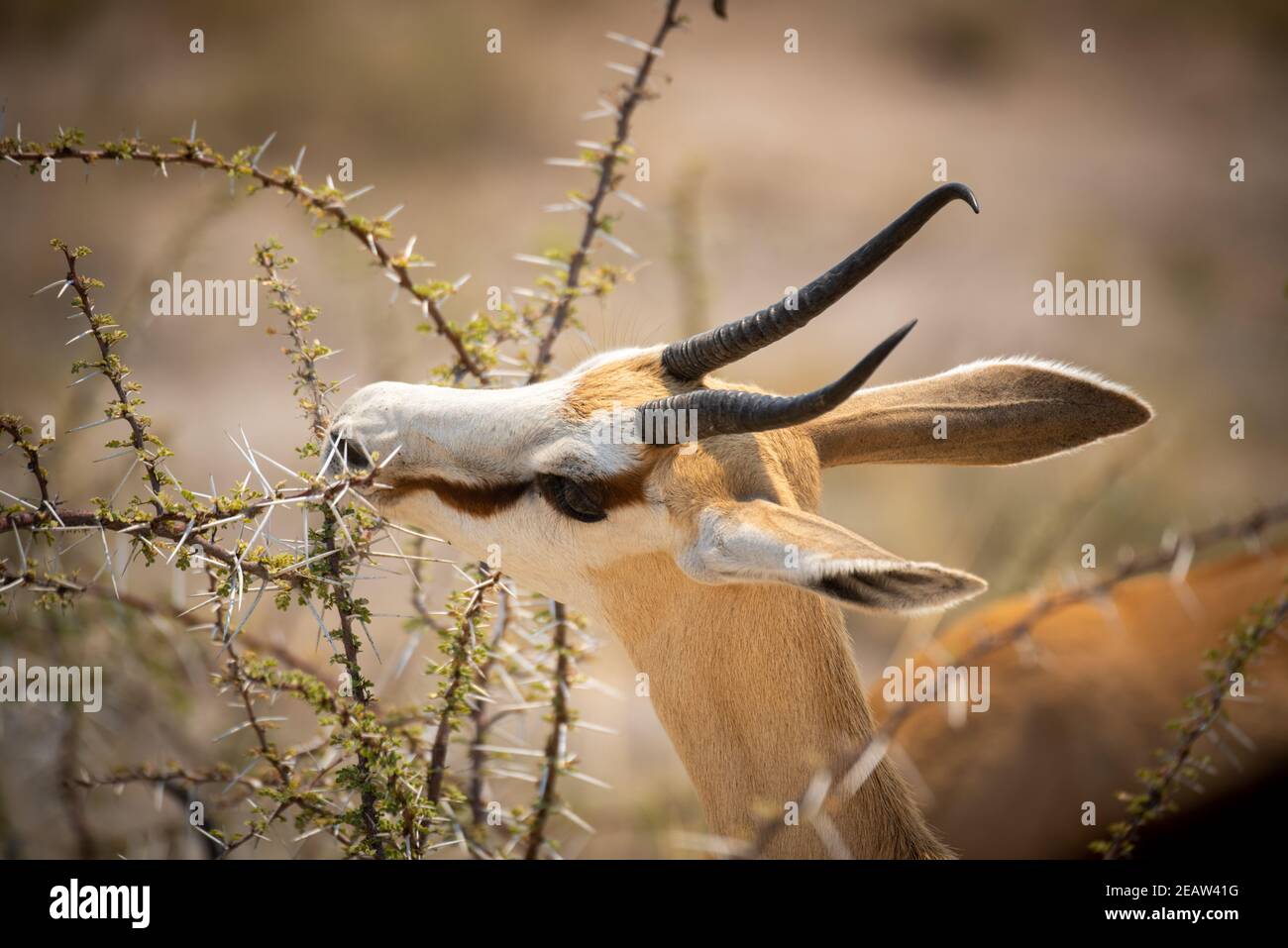 Springbok animals hi-res stock photography and images - Alamy